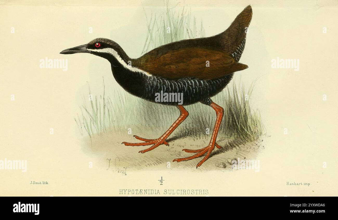 Ibis. London Published for the British Ornithologists' Union by ...