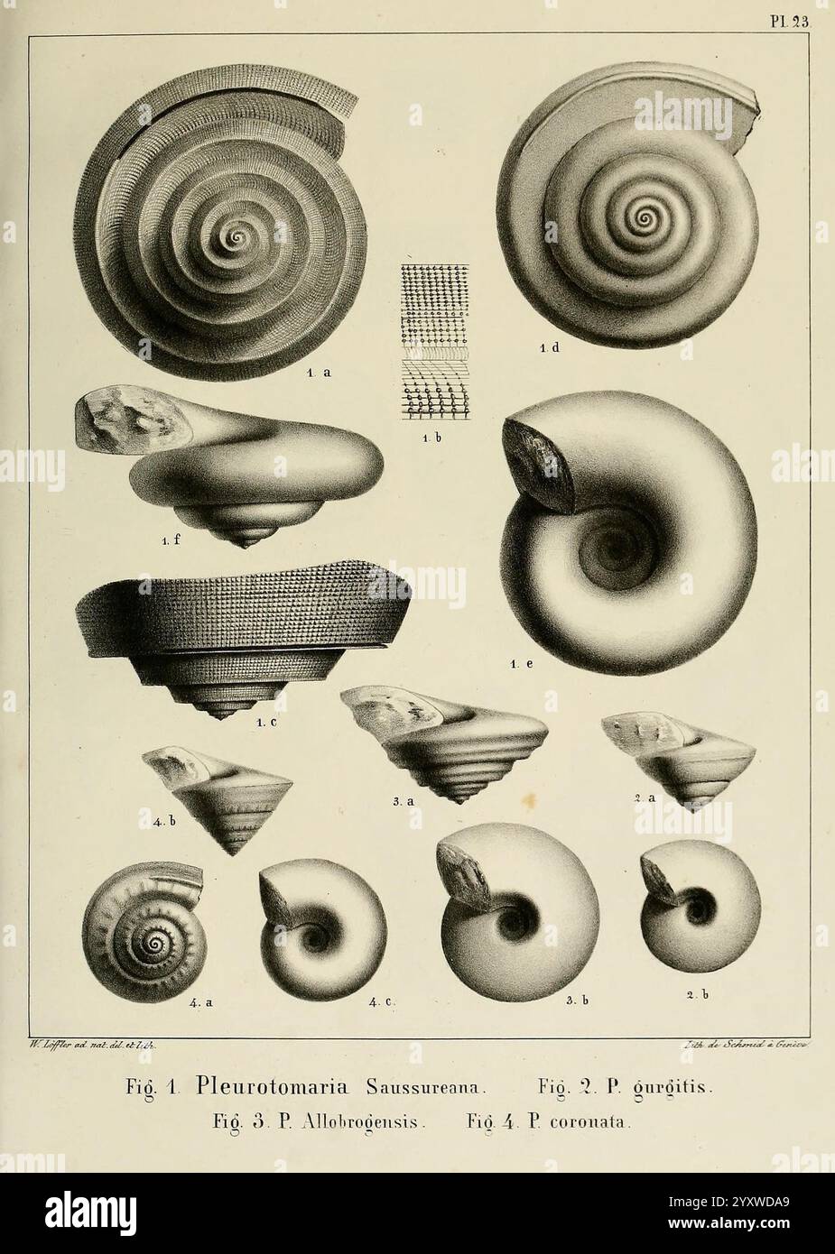Description des mollusques fossiles qui se trouvent dans les grès verts ...