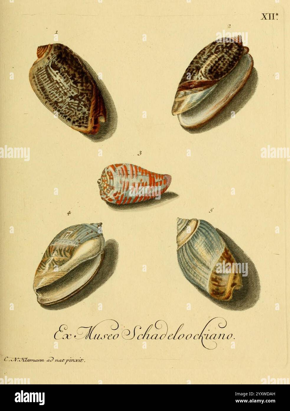 Upper two shells hi-res stock photography and images - Alamy