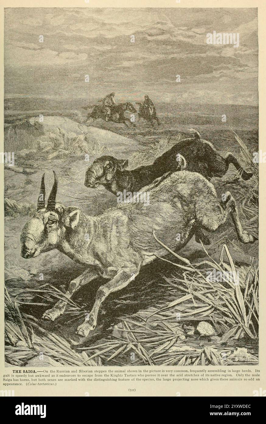 Animal behavior saiga tatarica hi-res stock photography and images - Alamy