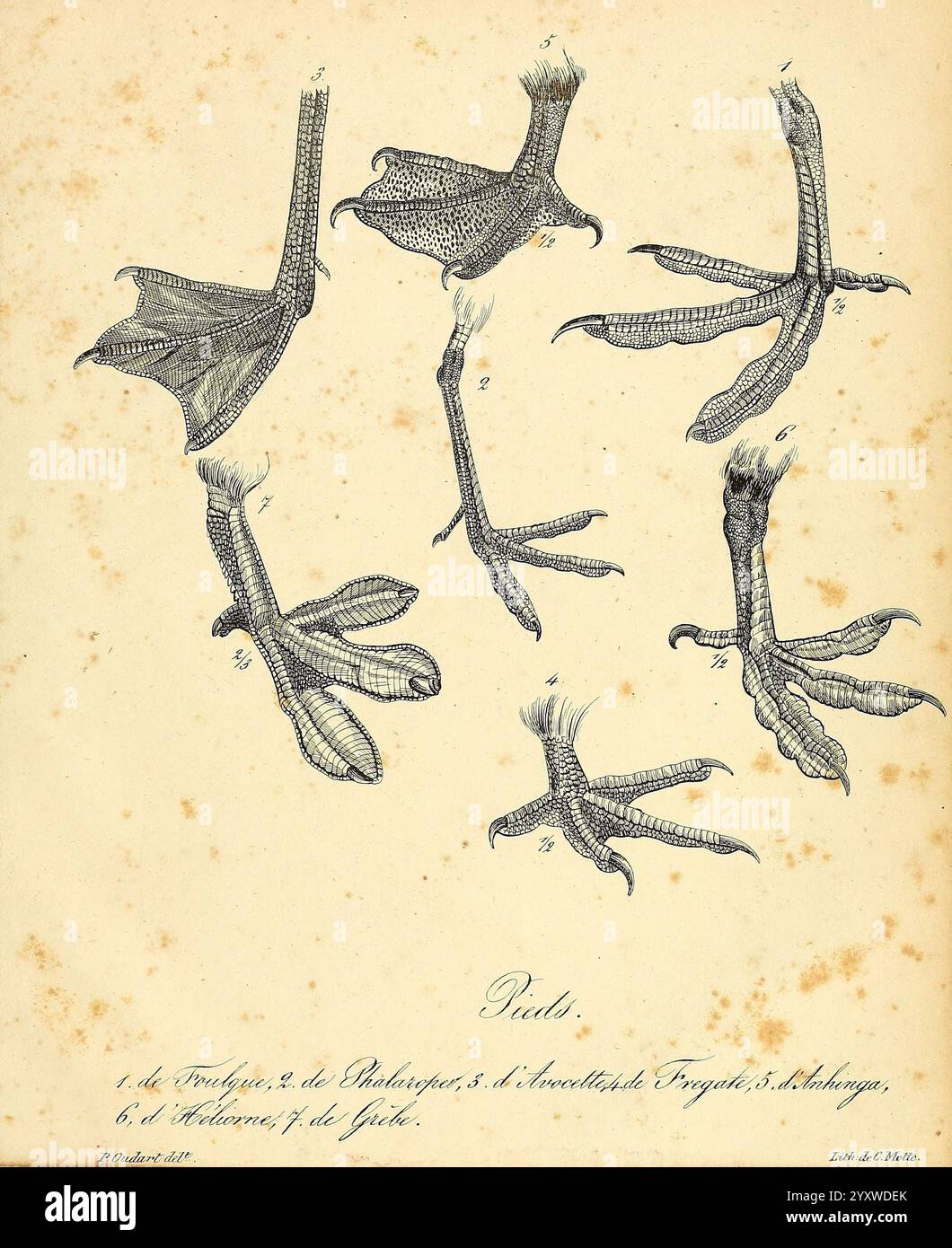 Highlighting specific anatomical structures hi-res stock photography ...