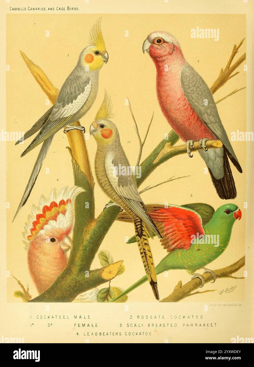 Scaley breasted parakeet exhibits hi-res stock photography and images ...