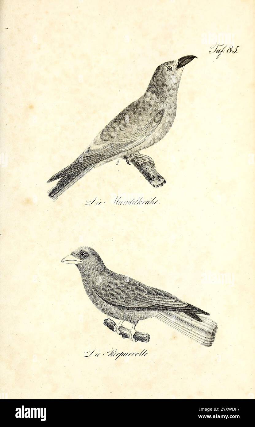 Lai rupestre hi-res stock photography and images - Alamy