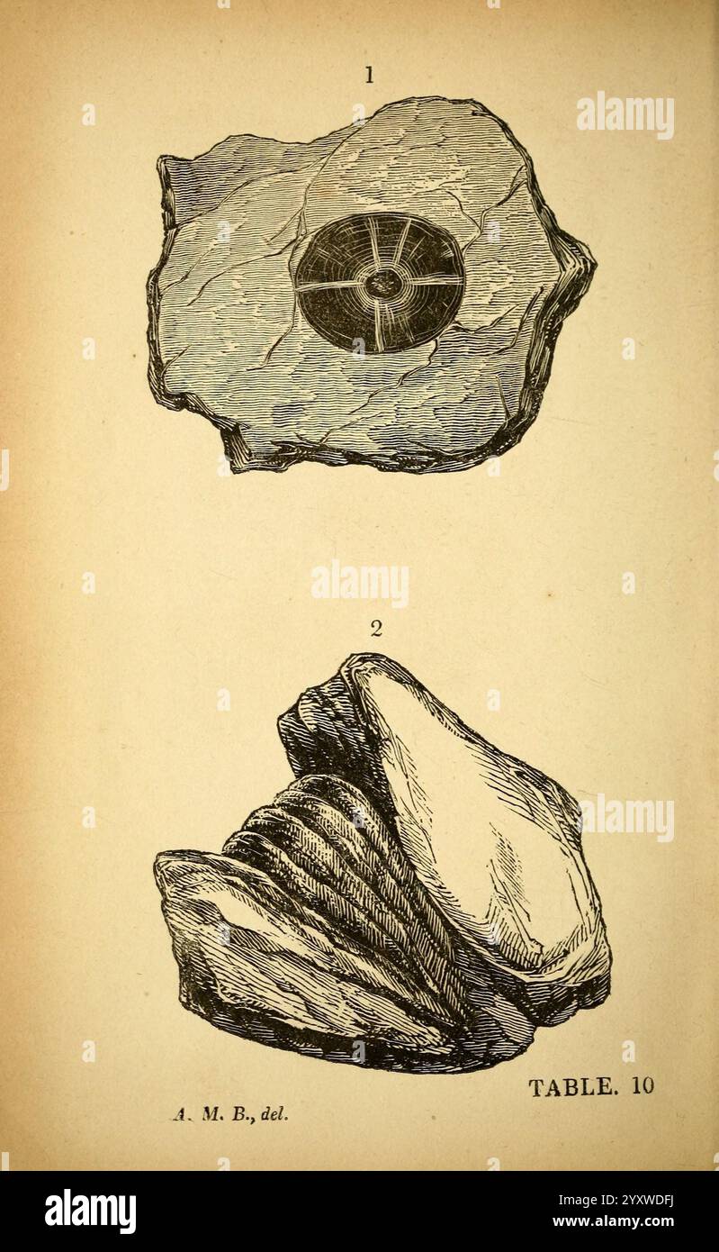 The natural history of South Devon, Plymouth, Printed and published by ...