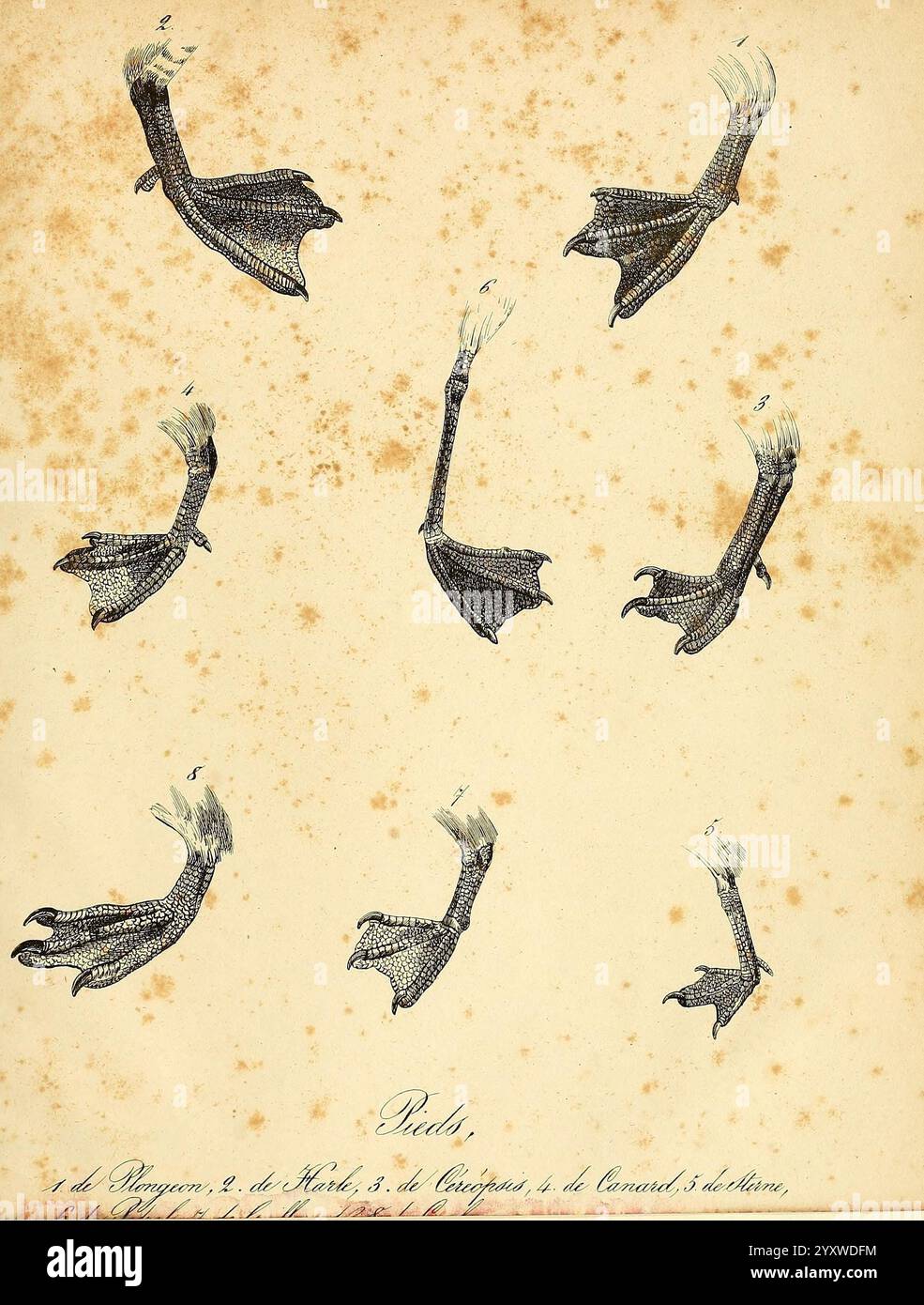 Artistry of marine biology illustrations hi-res stock photography and ...