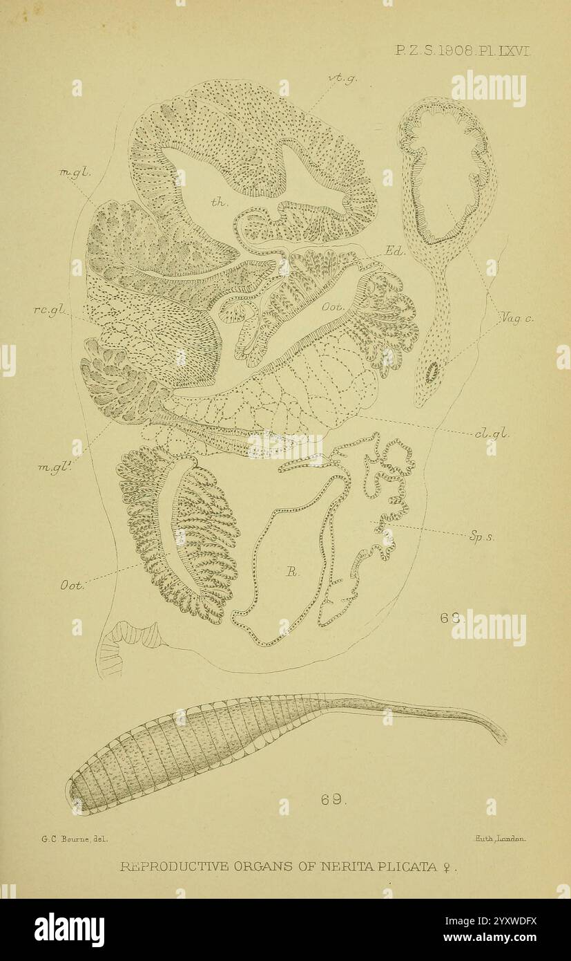 Proceedings of the Zoological Society of London, London, Academic Press ...