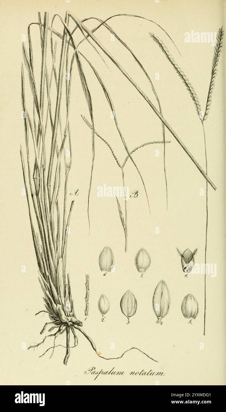 Plants elongated grass blades hi-res stock photography and images - Alamy