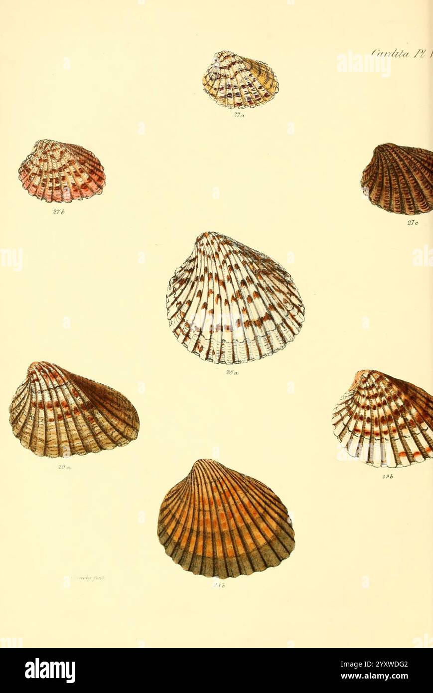 Conchologia iconica, or Illustrations of the shells of molluscous ...