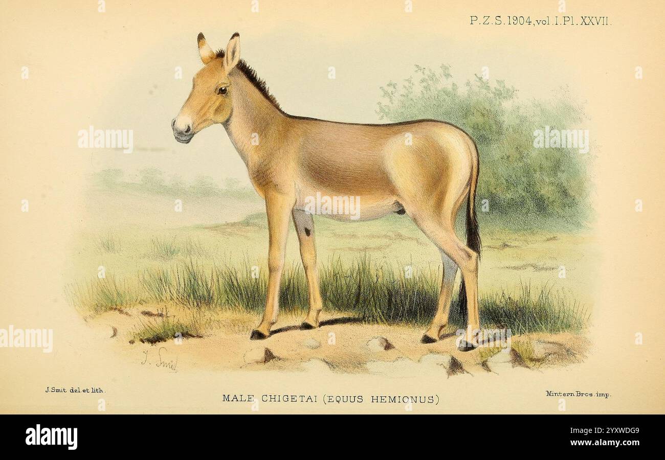 Soft grassy areas hi-res stock photography and images - Alamy