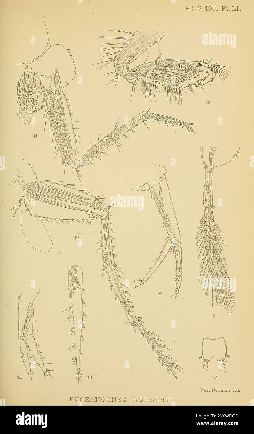 Detailed depictions of specific body parts hi-res stock photography and ...