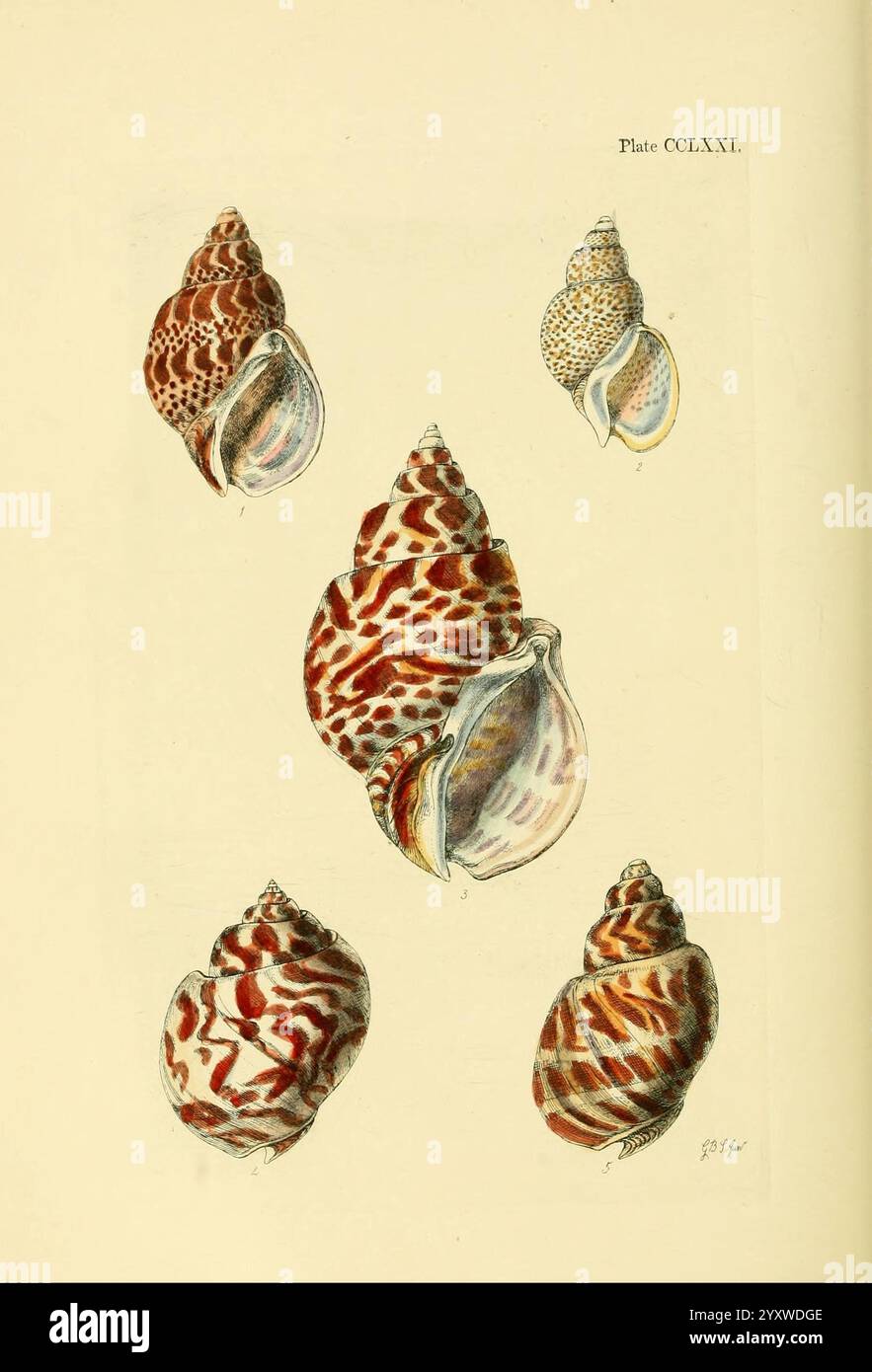 Shells exhibit detailed markings hi-res stock photography and images ...