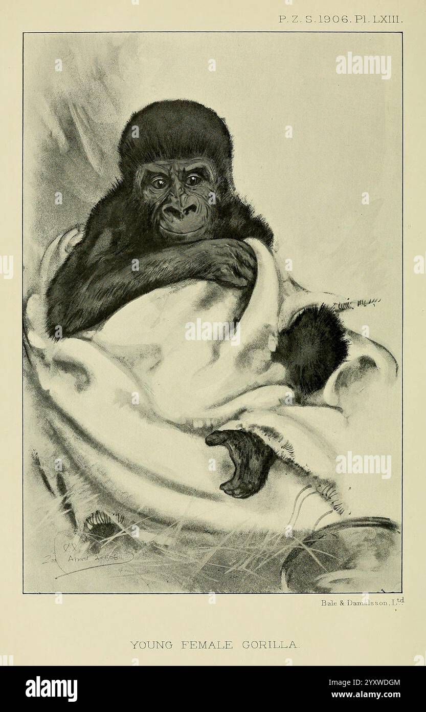 Gorillas strong yet delicate physique hi-res stock photography and ...