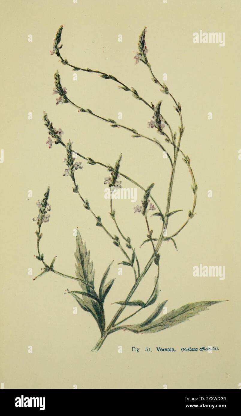 Flowers of the field, London, Society for Promoting Christian Knowledge ...