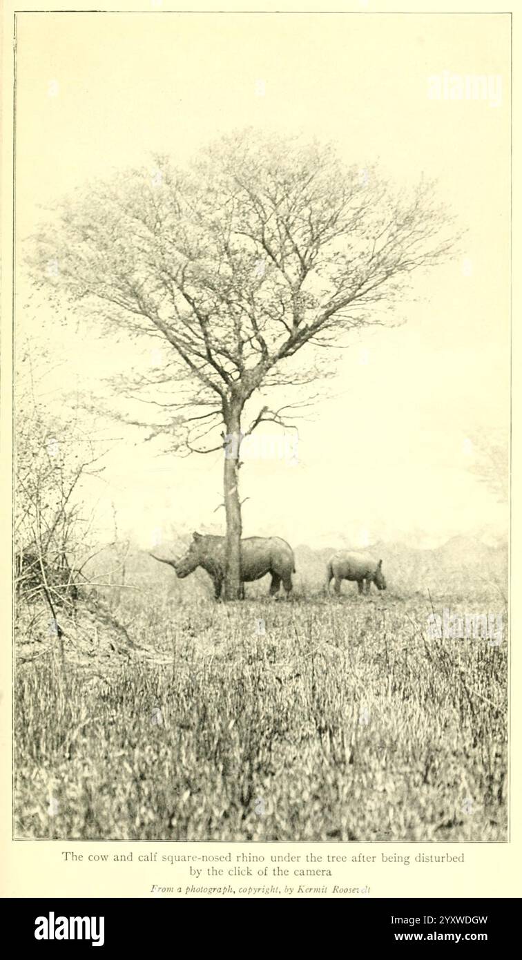 Square nosed rhinoceros hi-res stock photography and images - Alamy