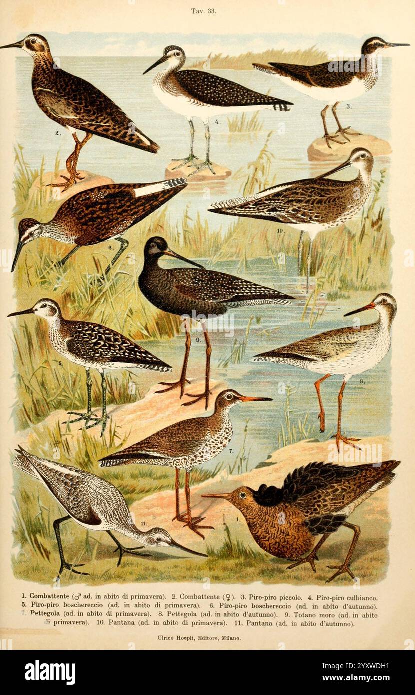 Diverse bird types hi-res stock photography and images - Alamy