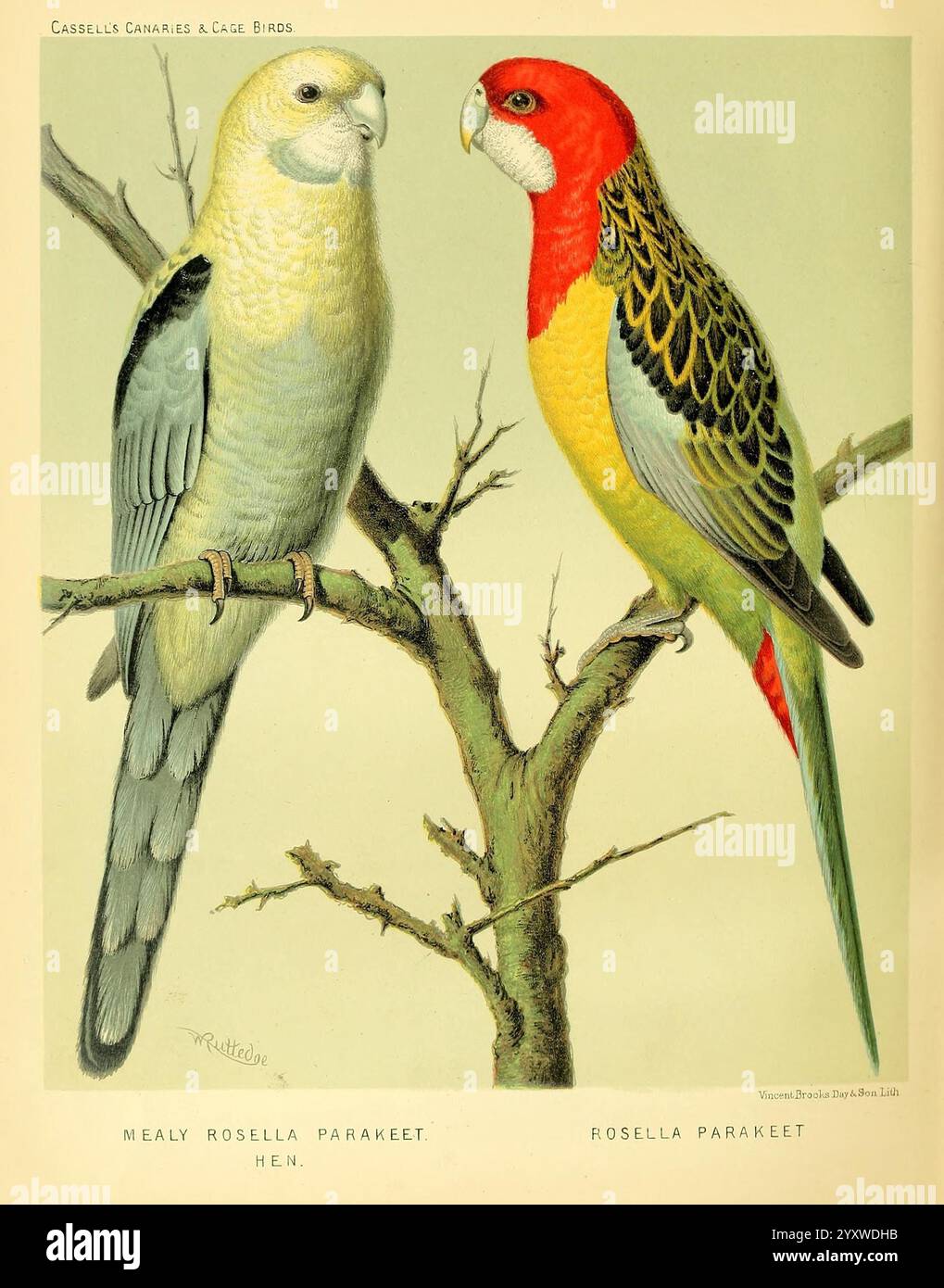 Mealy hen hi-res stock photography and images - Alamy