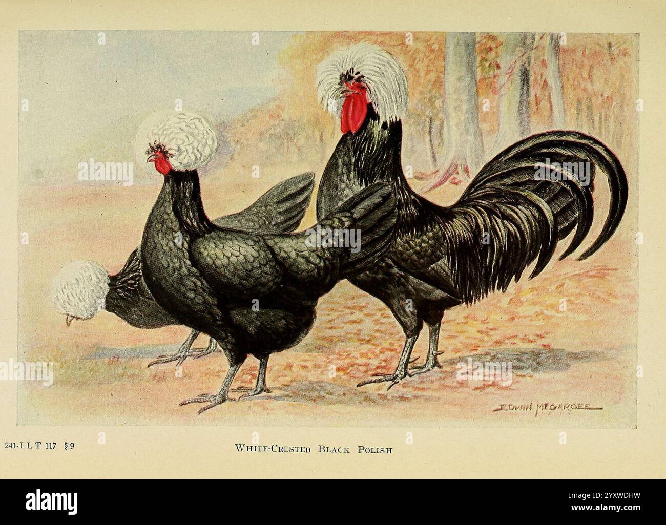 Elegant white crested black polish chickens hi-res stock photography ...