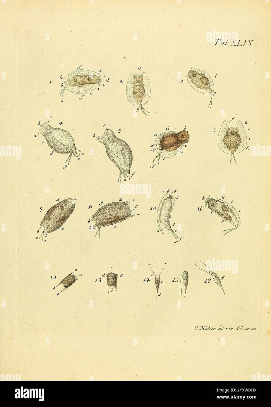 Animalcula, Infusoria, Fluviatilia et Marina, Hauniae, Typis Nicolai ...