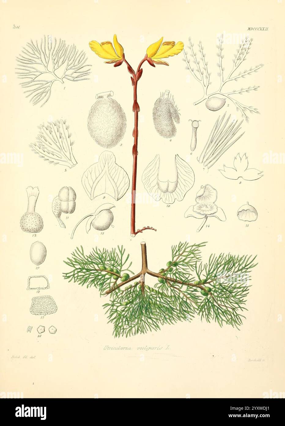 Iconic plant illustrations hi-res stock photography and images - Alamy