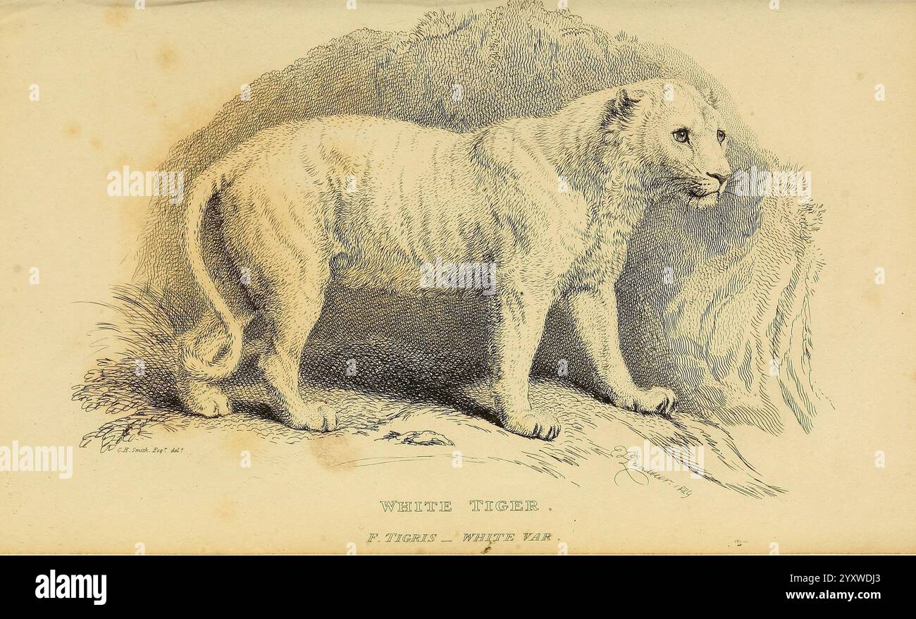 Young lion seated hi-res stock photography and images - Alamy