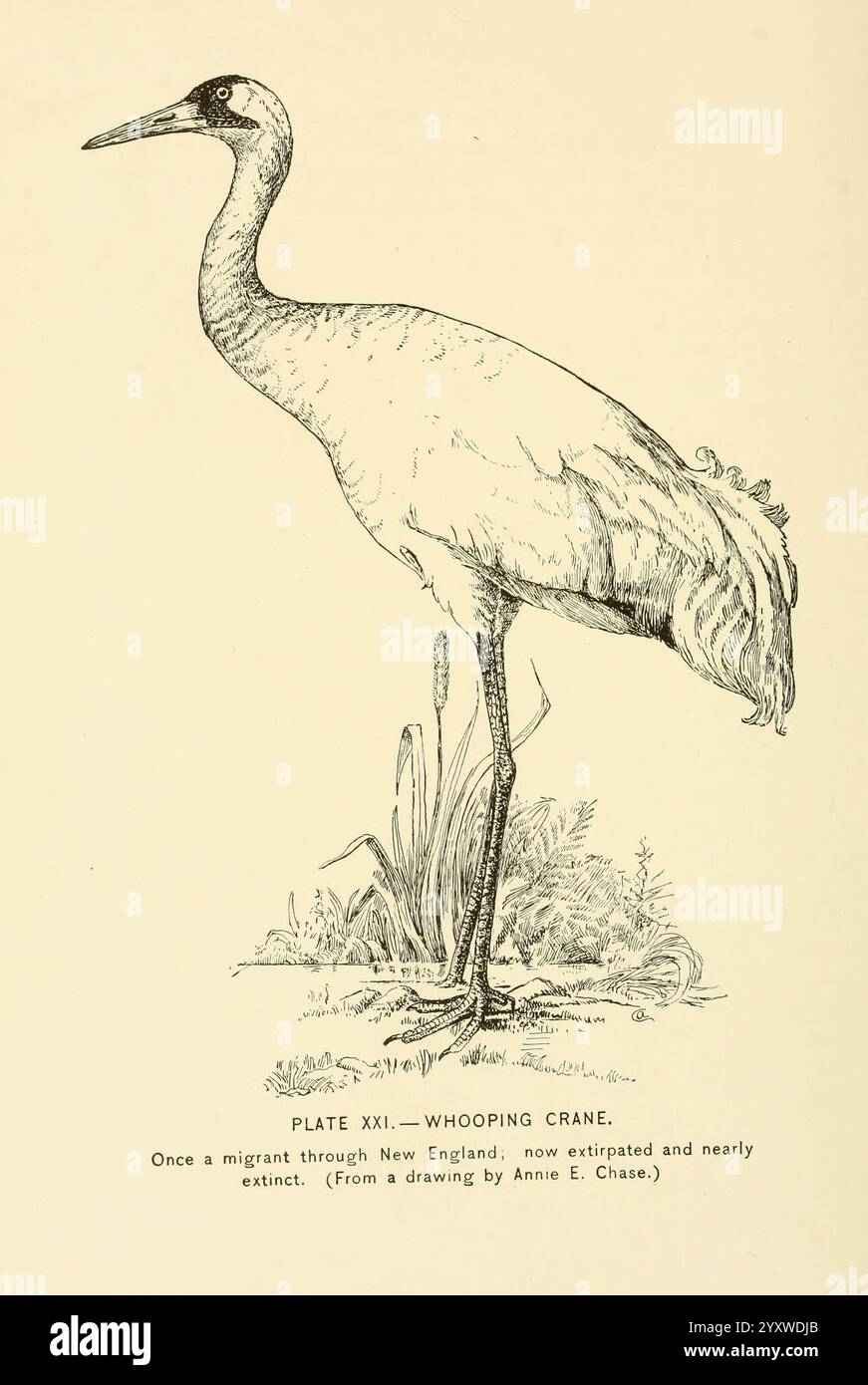 A history of the game birds Wild fowl Shore birds of Massachusetts and ...