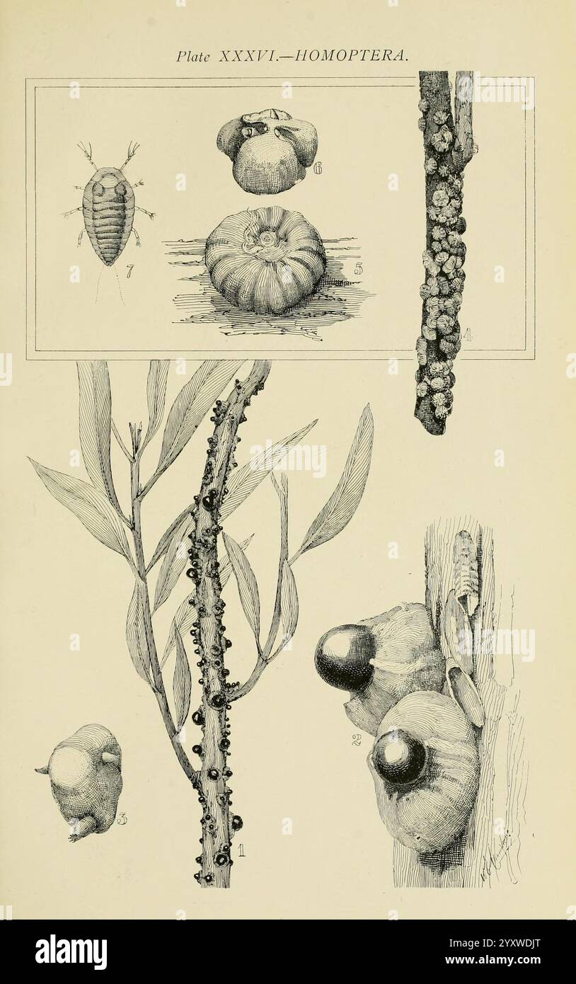 Various homopteran insects hi-res stock photography and images - Alamy