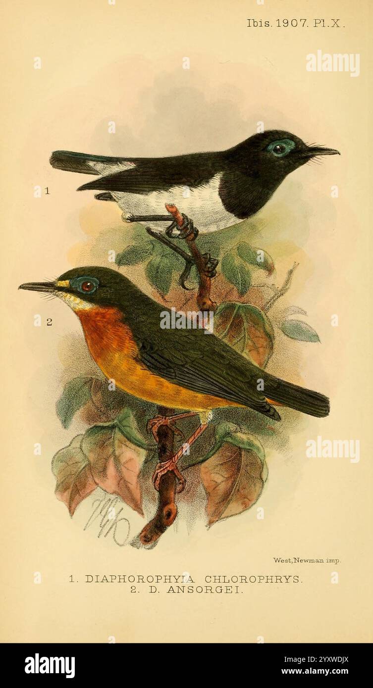 Bird showcases rich orange hi-res stock photography and images - Alamy
