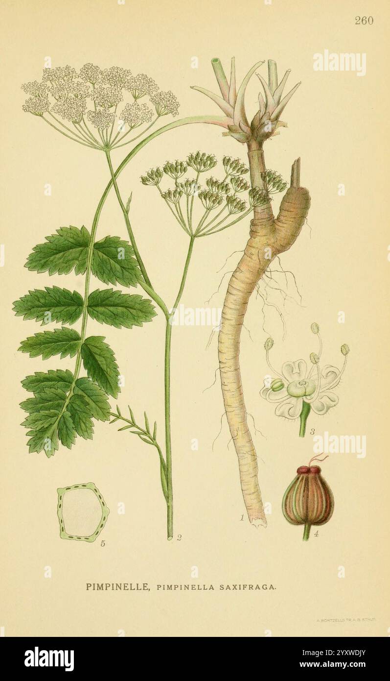 New york botanical garden pimpinella hi-res stock photography and ...