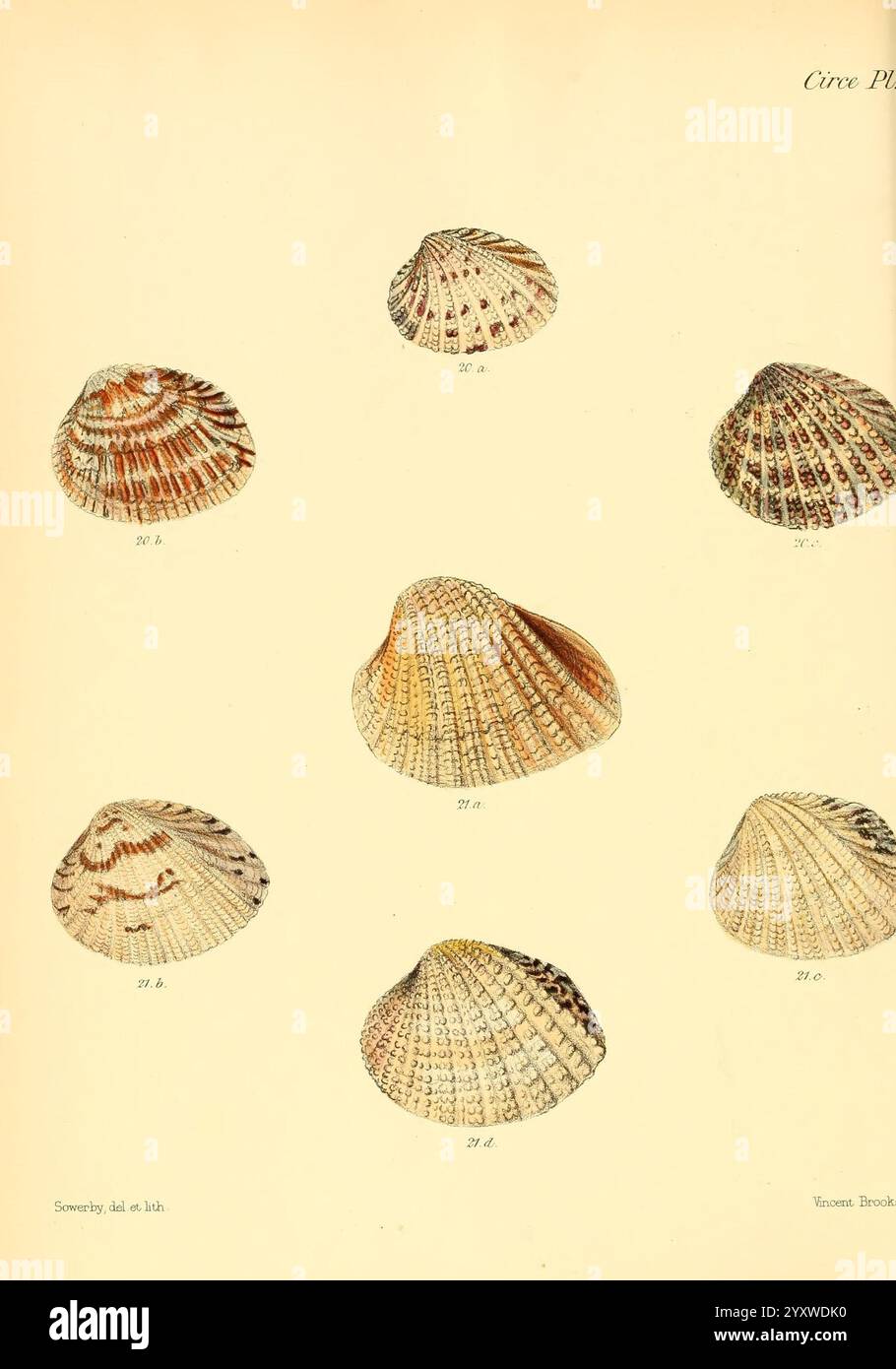 Shell displays unique coloration hi-res stock photography and images ...