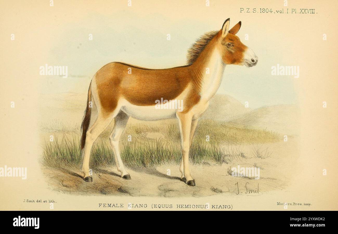 Female kulan hi-res stock photography and images - Alamy