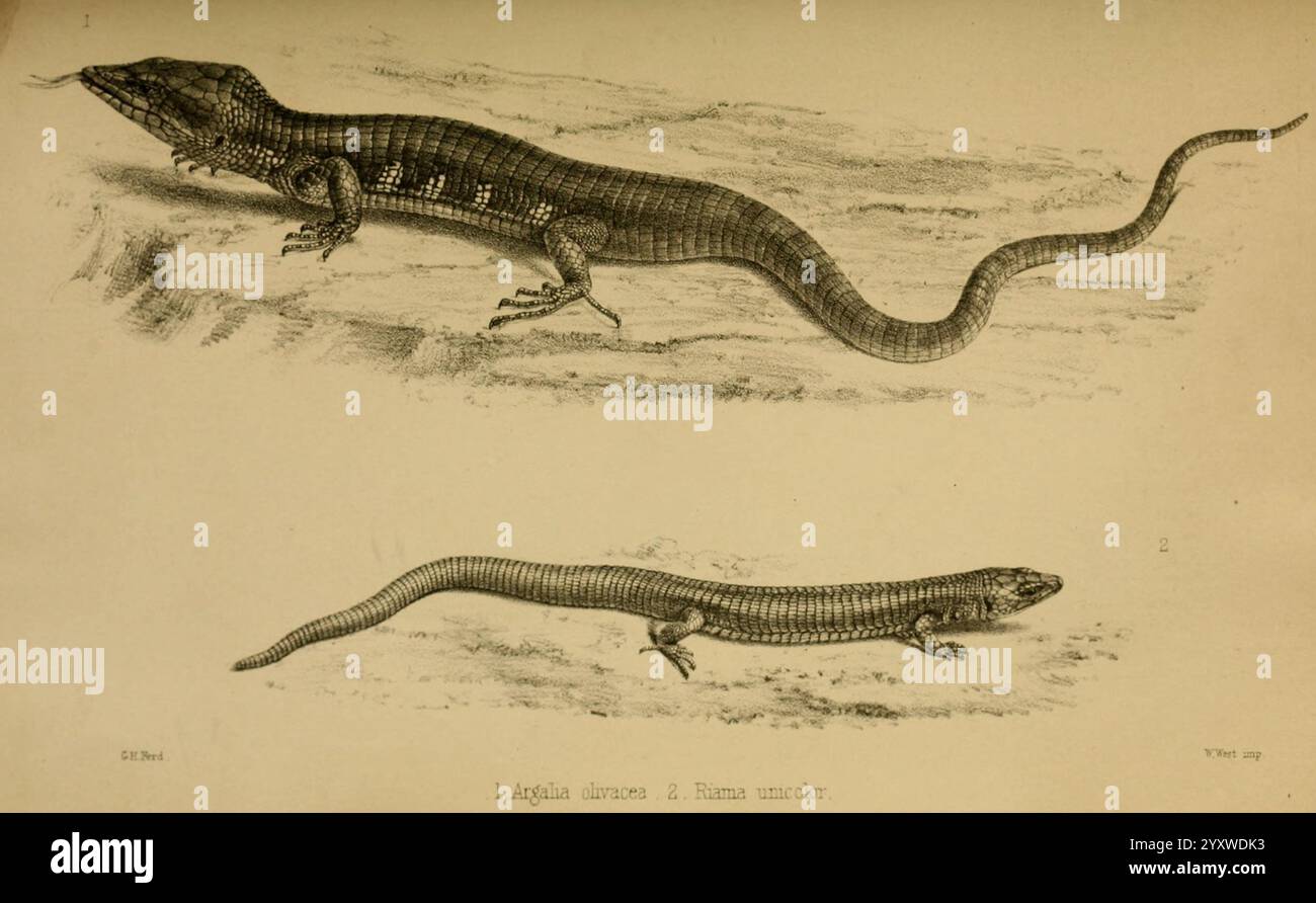 Lizard showcases hi-res stock photography and images - Alamy