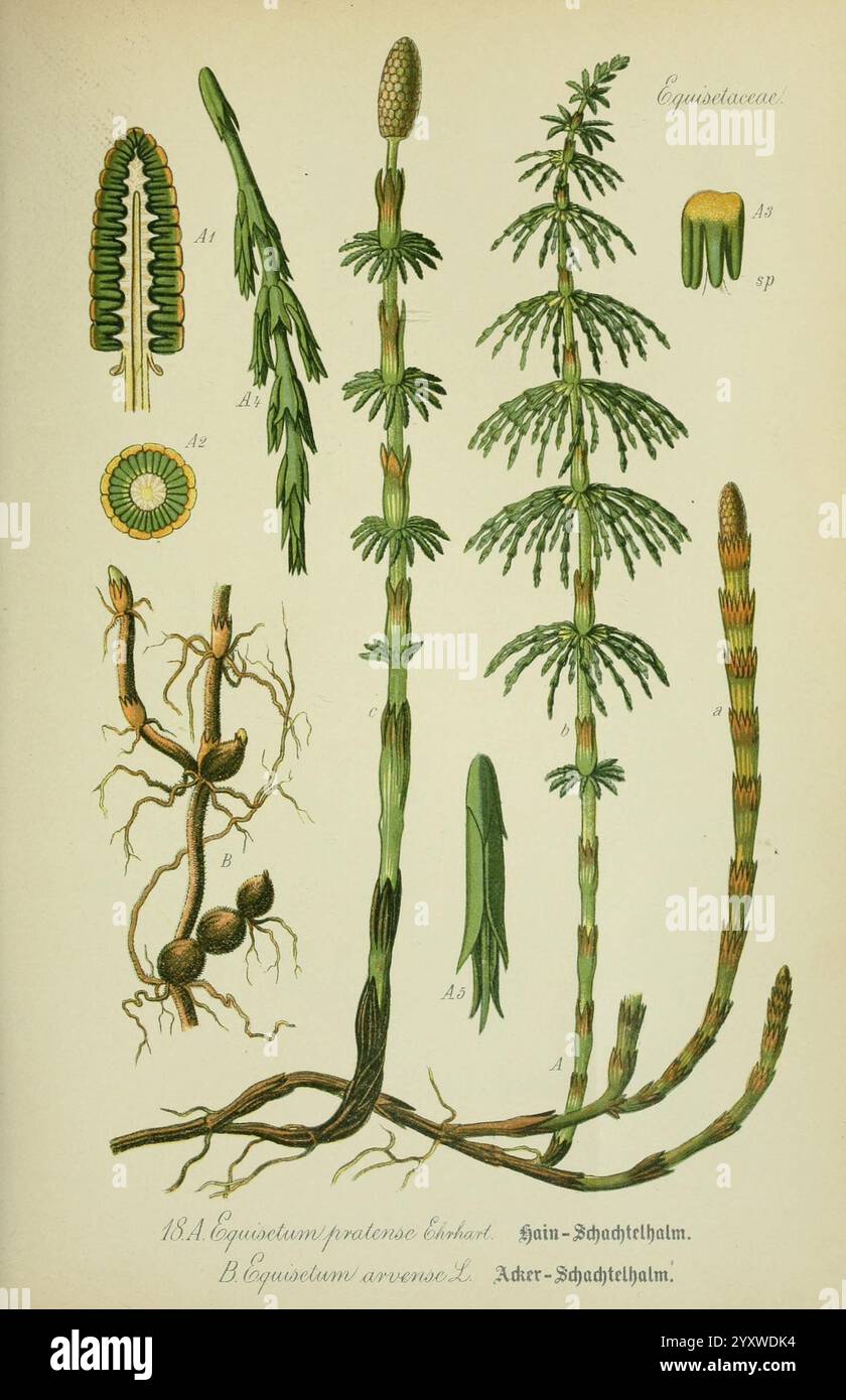 Equisetum Horsetail Labeled Development Horsetail Stock Photos Free