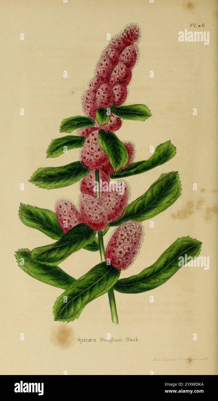 Exhibiting clustered spikes hi-res stock photography and images - Alamy