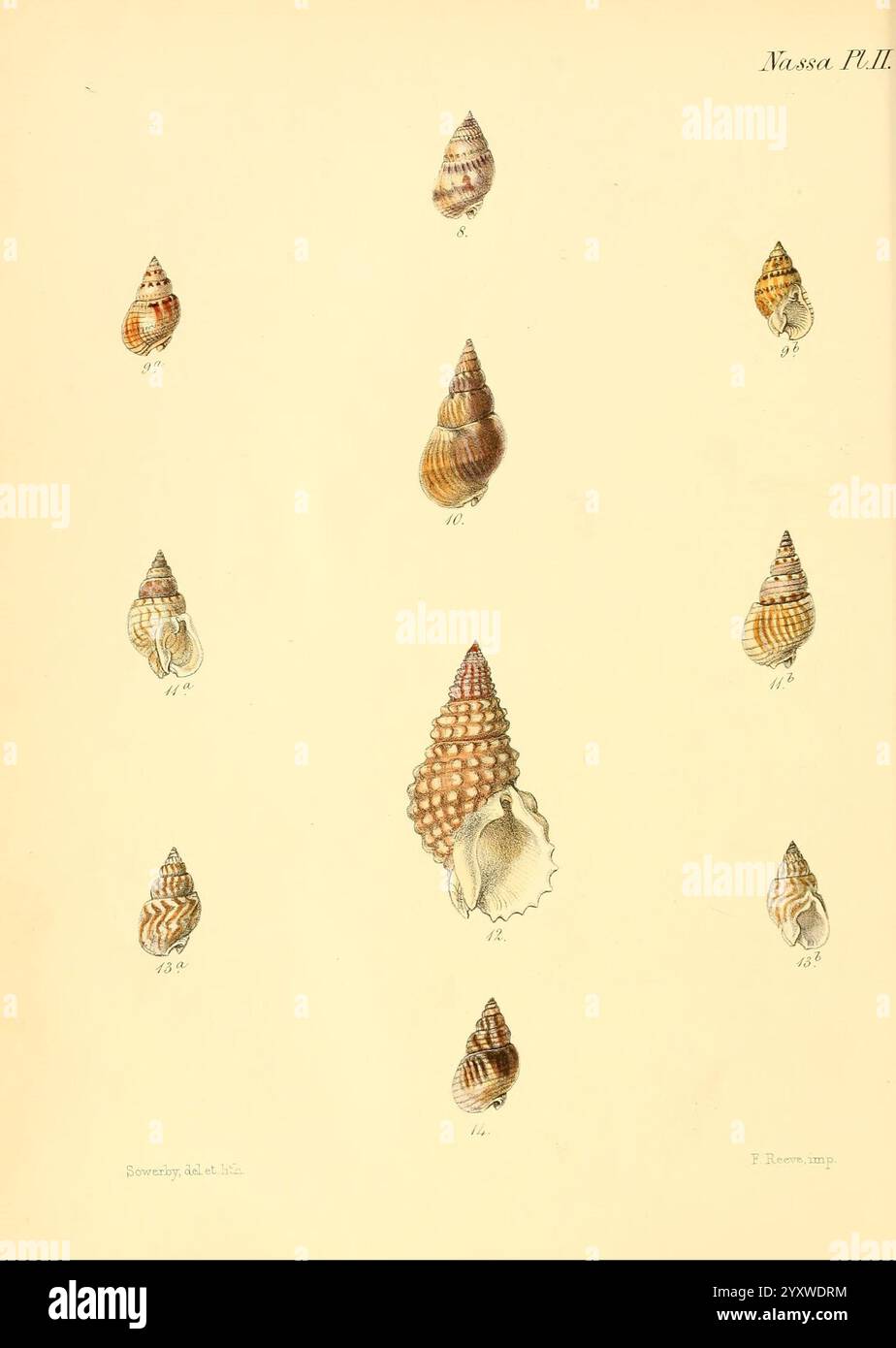 Conchologia iconica, Illustrations of the shells of molluscous animals ...