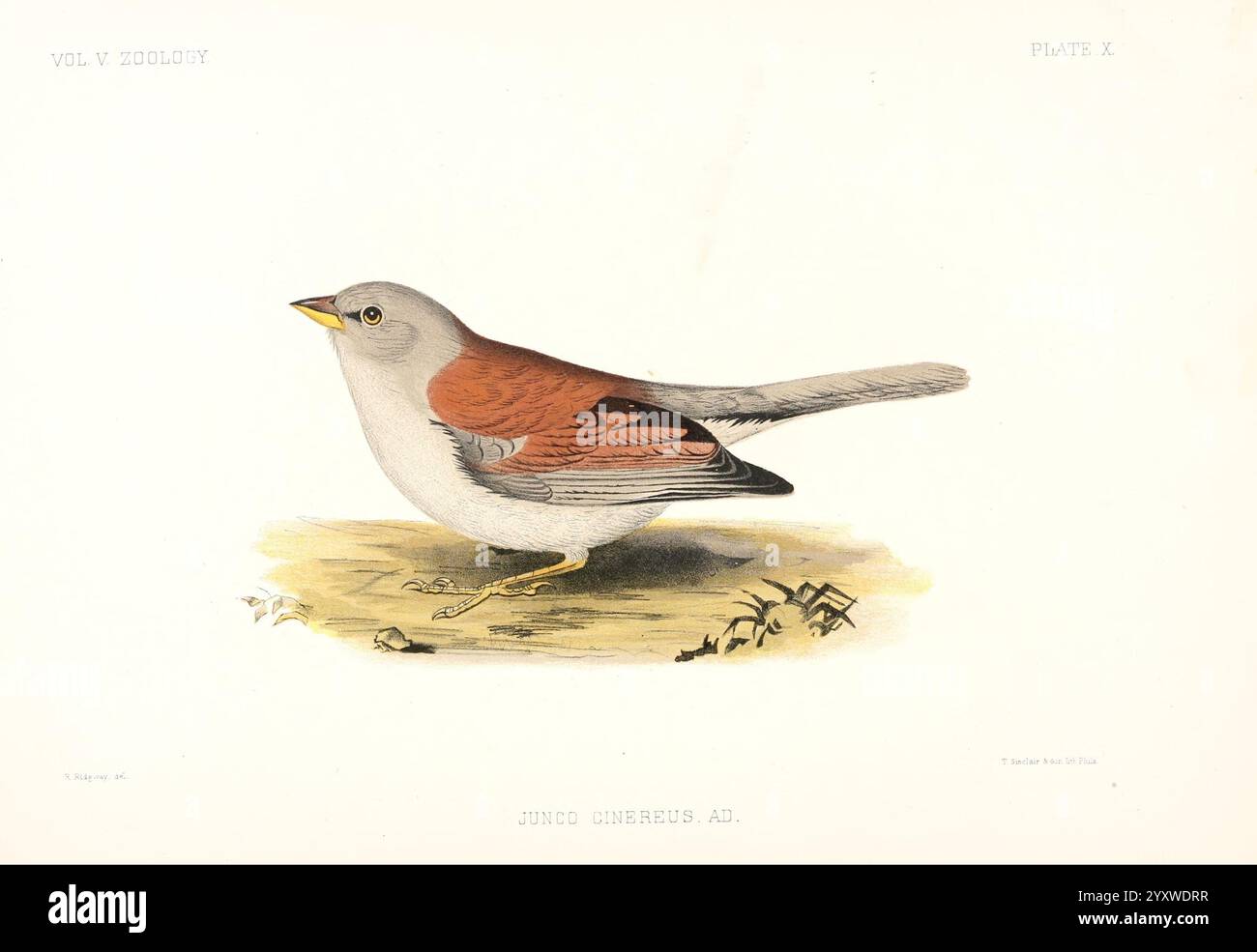 Report upon United States Geographical Surveys West of the One ...