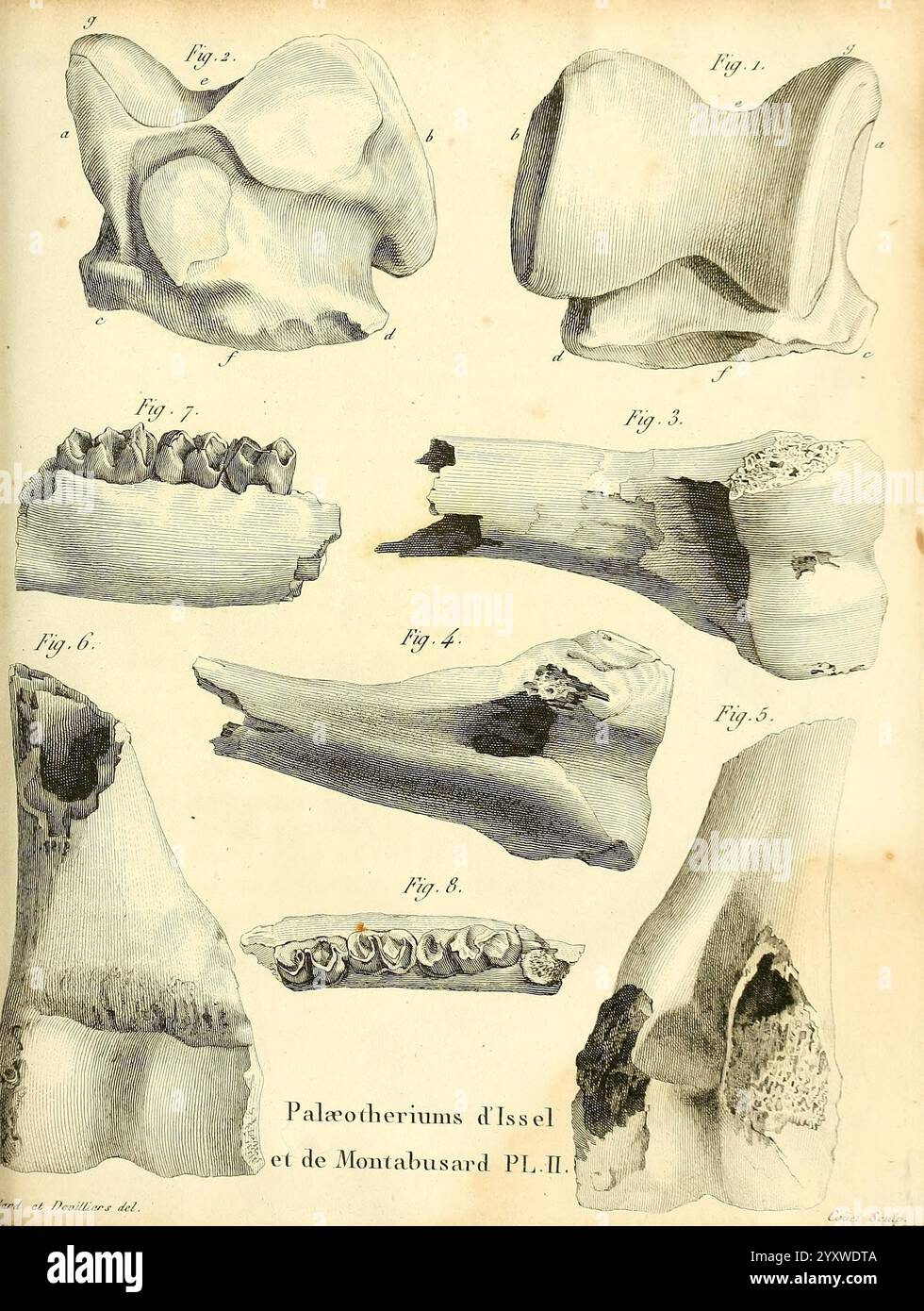 Extinct species palaeotherium hi-res stock photography and images - Alamy