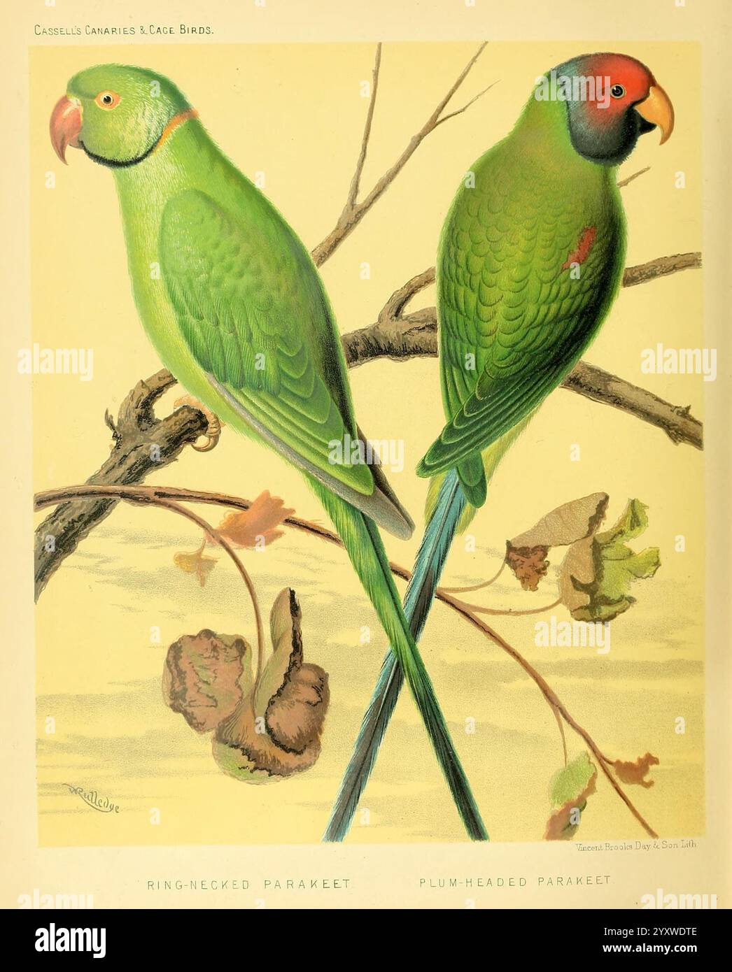 The Illustrated Book of Canaries and Cage-Birds, British and Foreign ...