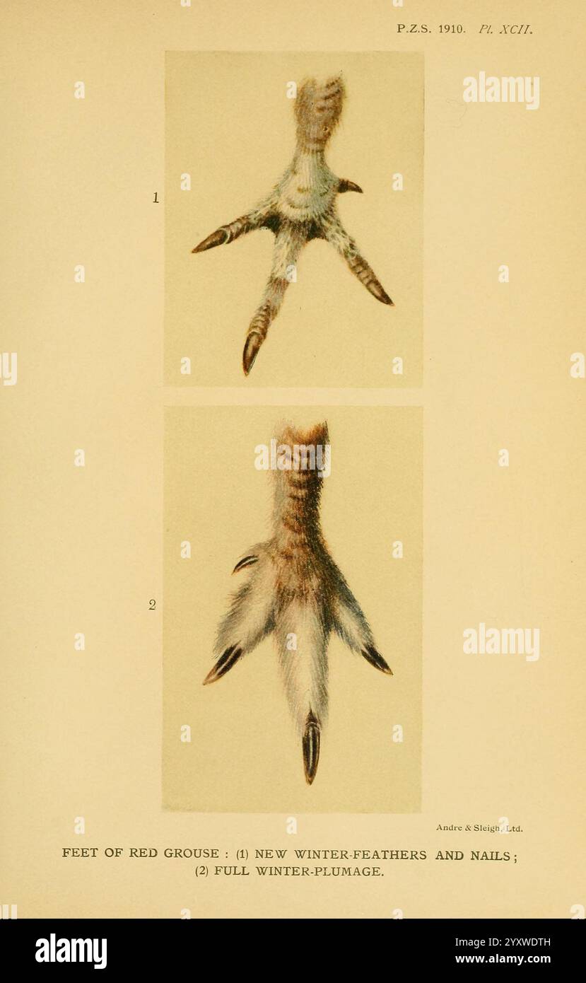 Section highlights variations hi-res stock photography and images - Alamy