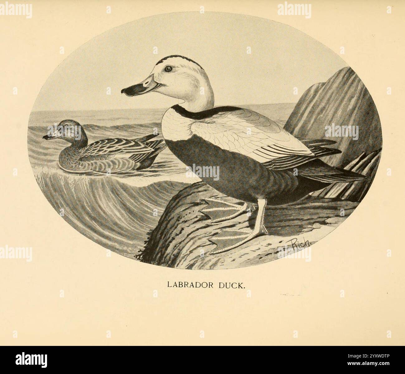 Two labrador ducks hi-res stock photography and images - Alamy