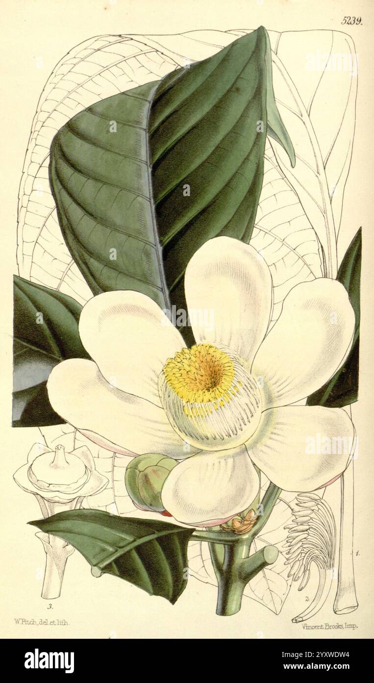 Magnolias anatomy hi-res stock photography and images - Alamy