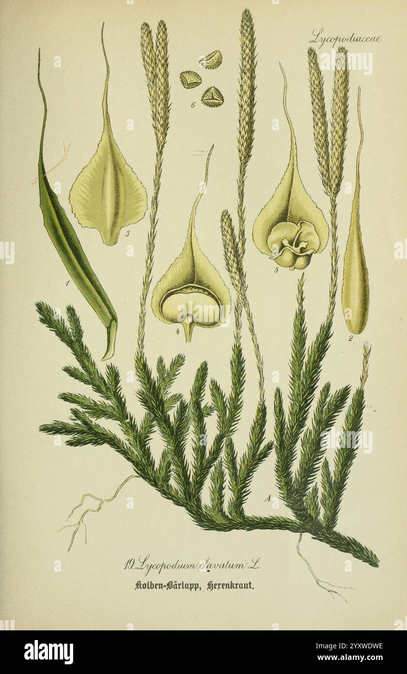 Distinctive spore producing structures hi-res stock photography and ...