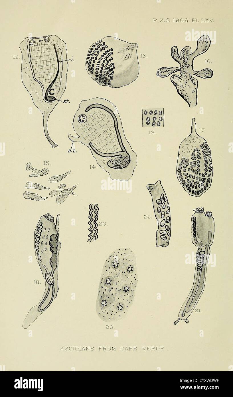 Proceedings of the Zoological Society of London, London, Academic Press ...