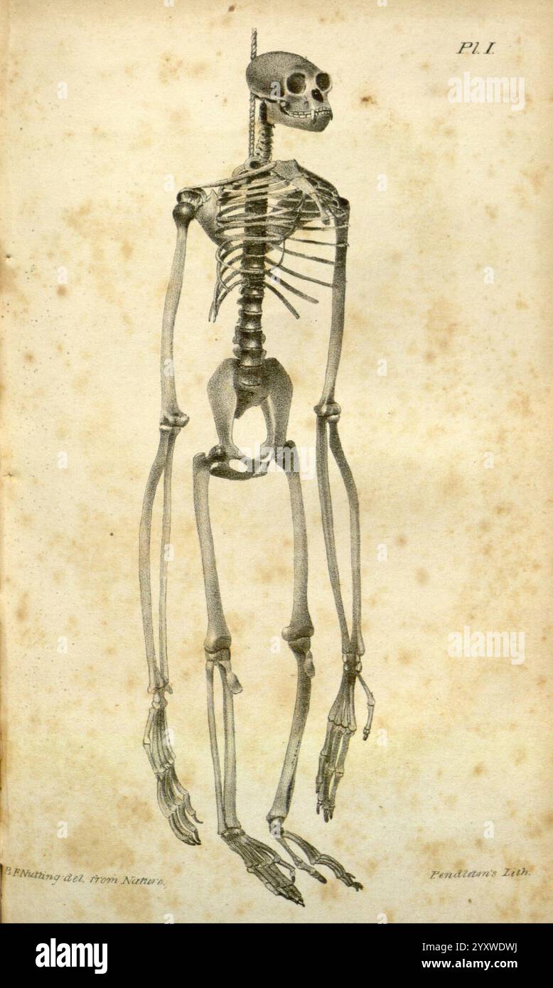 Skull features eye sockets hi-res stock photography and images - Alamy