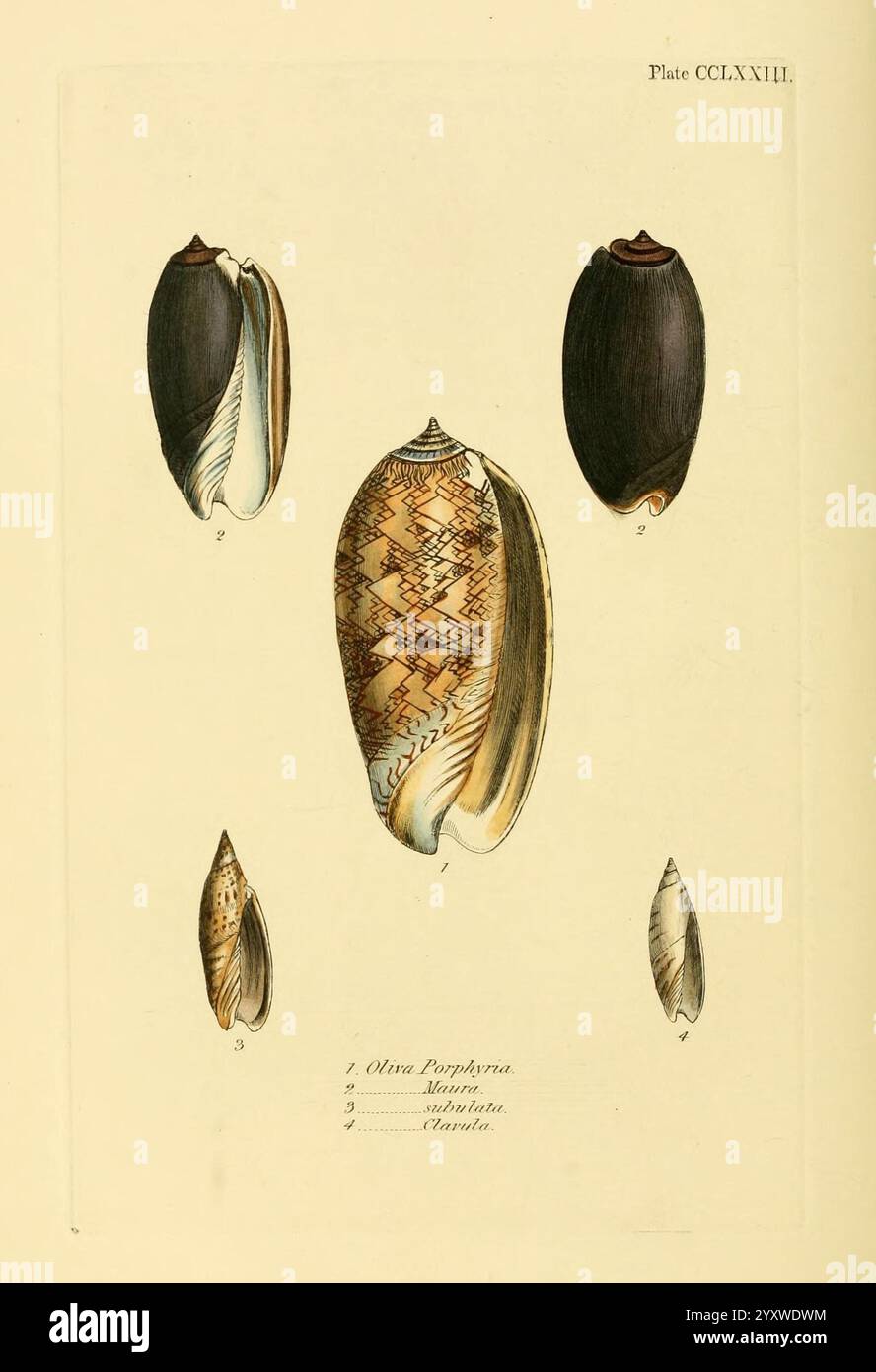 Number labels correspond hi-res stock photography and images - Alamy