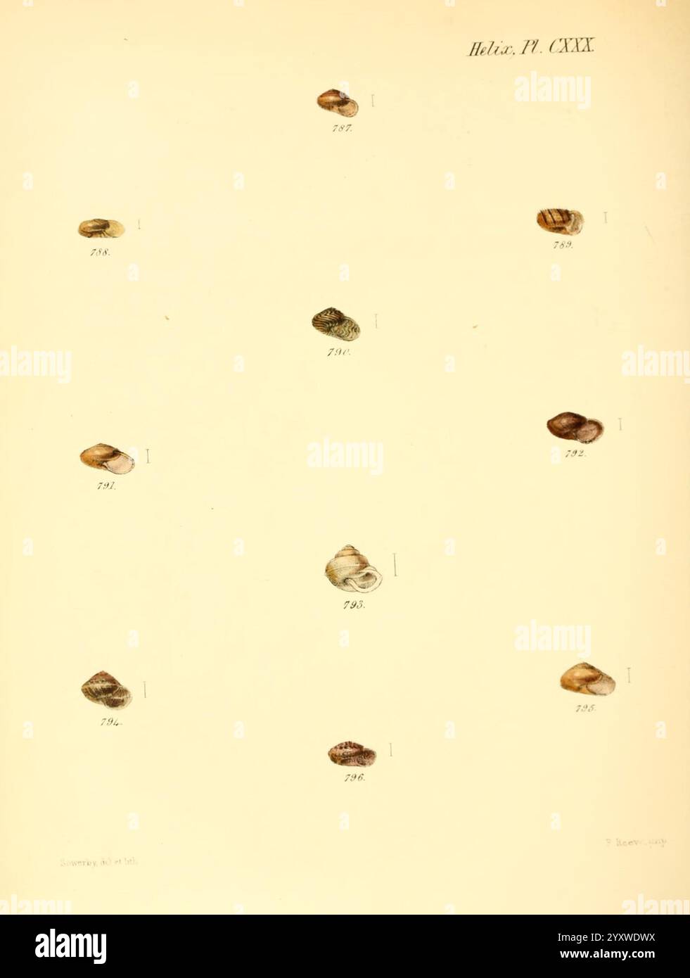 Conchologia Iconica, or Illustrations of the Shells of Molluscous ...