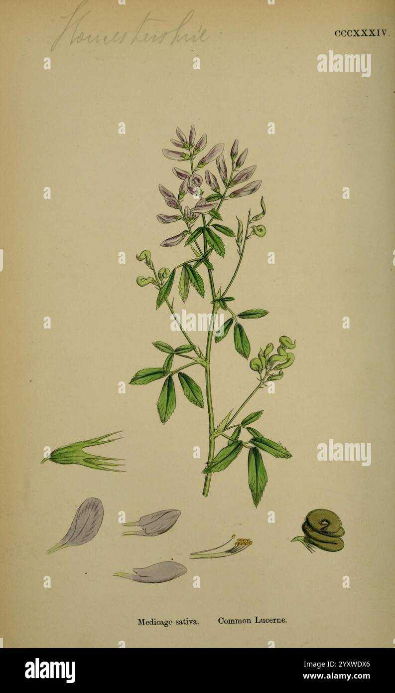 English, botany, or Coloured figures, British plants, London, R ...