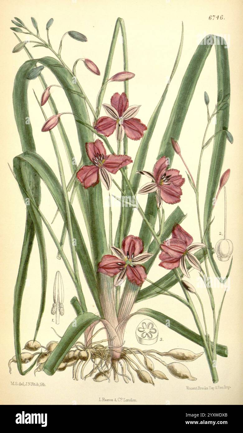 Curtis's Botanical Magazine, London, New York, botanical illustration ...