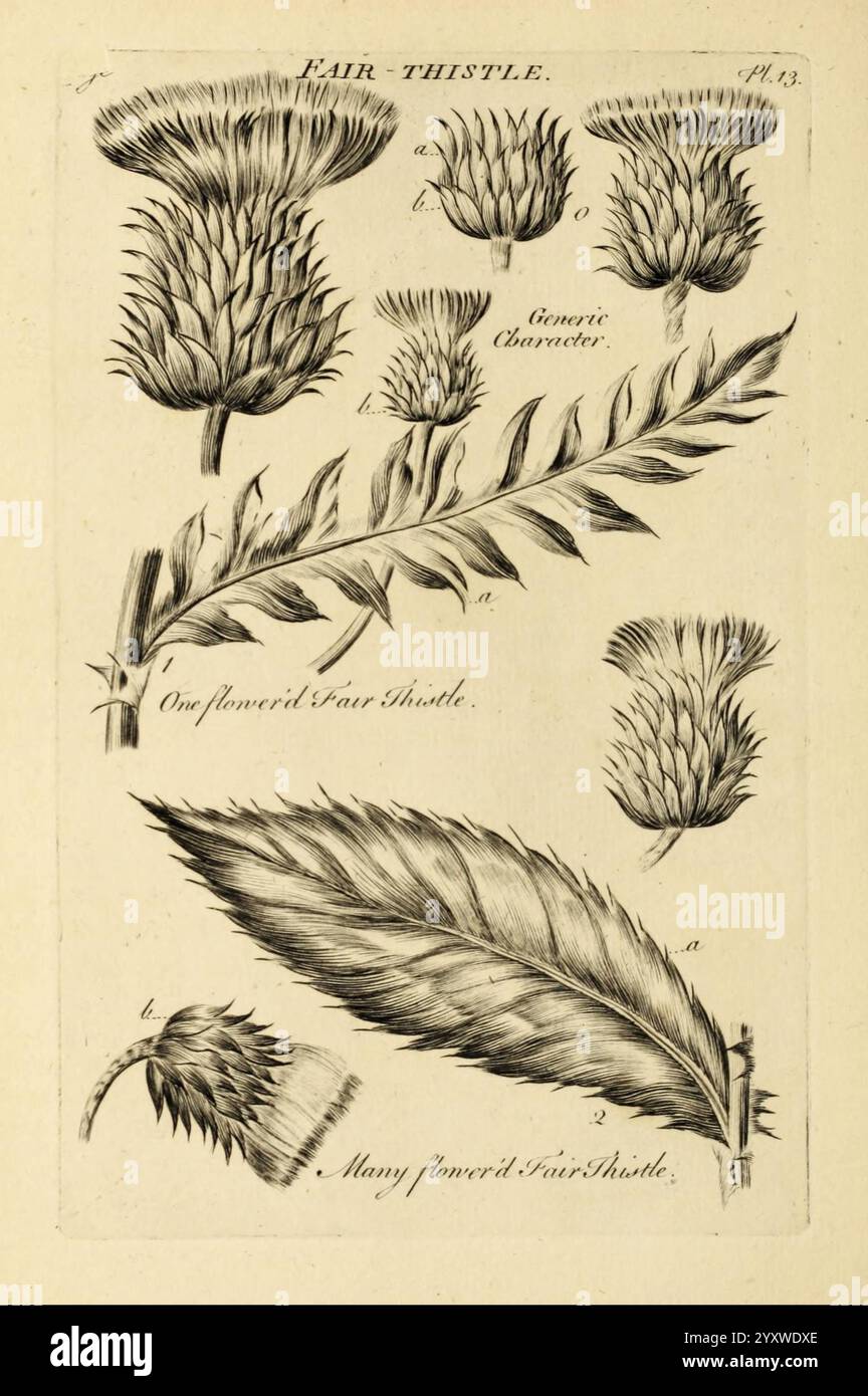 Various botanical notations hi-res stock photography and images - Alamy