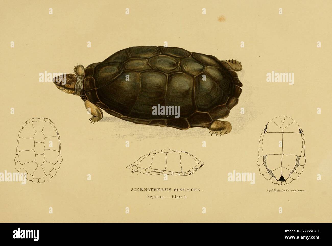 Two distinct sketches hi-res stock photography and images - Alamy