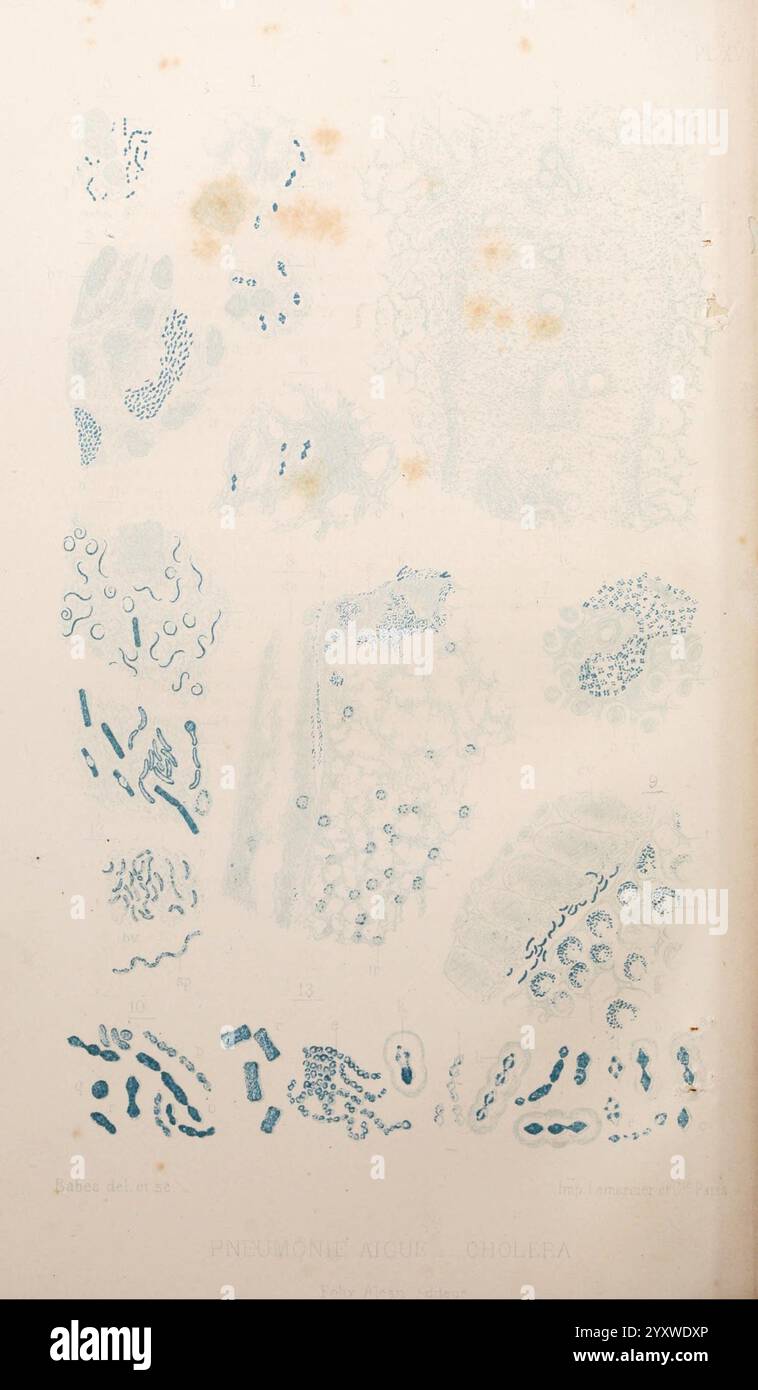Les bactéries et leur rôle dans l'anatomie et l'histologie ...